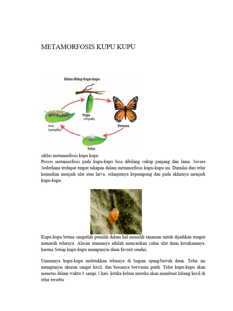 Siklus Metamorfosis Kupu Kupu | PDF
