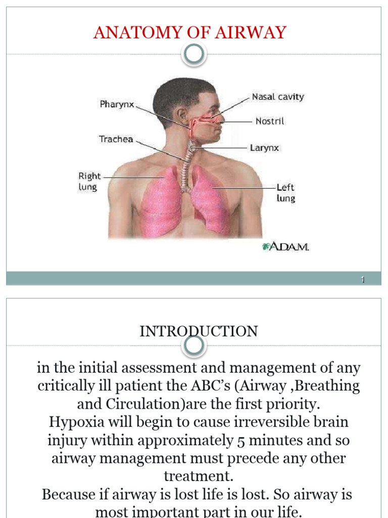 Anatomy of Airway | PDF | Respiratory Tract | Larynx