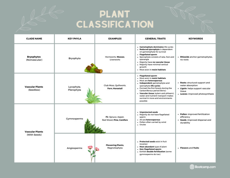 Taxonomy Sheet 2 | Download Free PDF | Plants | Organisms