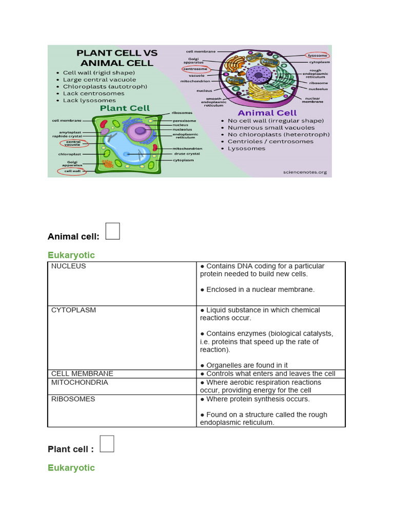 Biology Revision | PDF | Mitosis | Cell (Biology)
