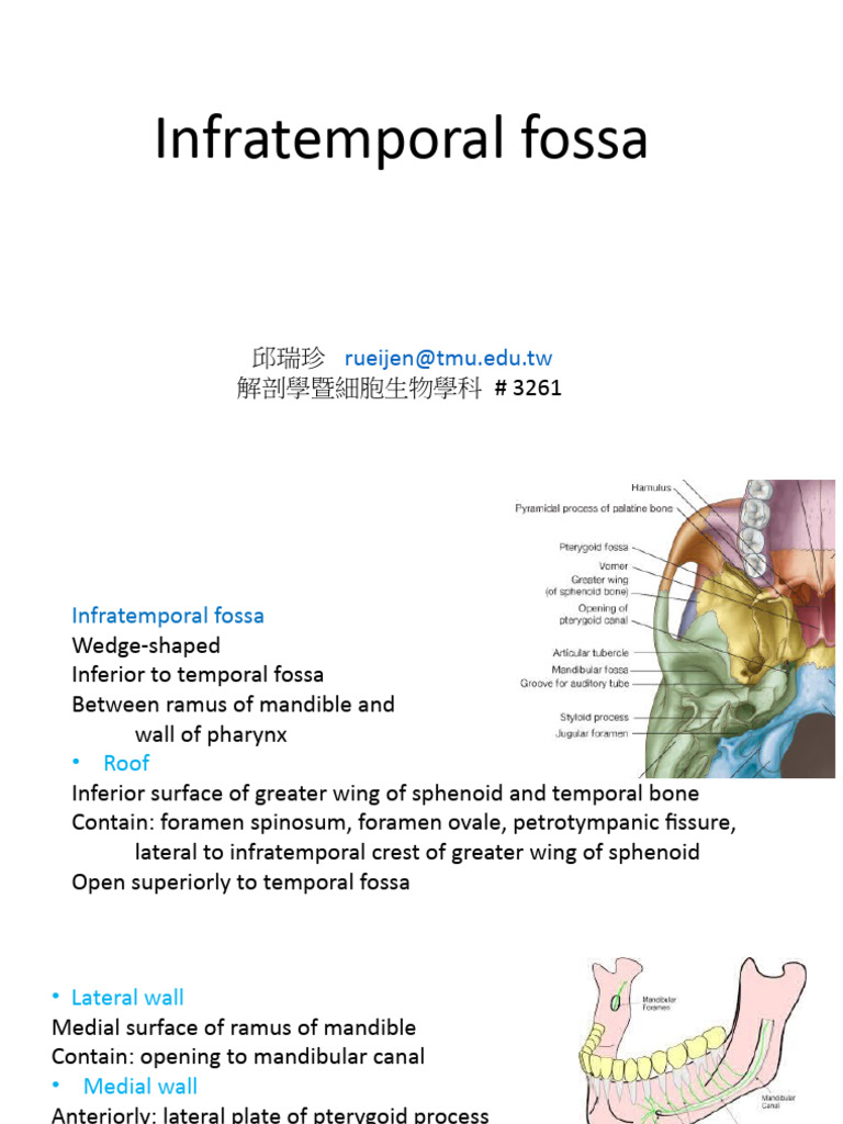 6.Infratemporal Fossa | PDF | Tongue | Anatomy