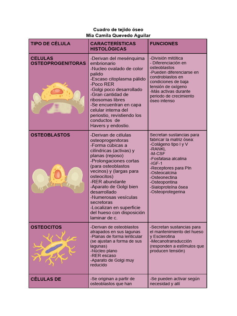 Células Oseas | PDF | Hueso | Osteoblastos