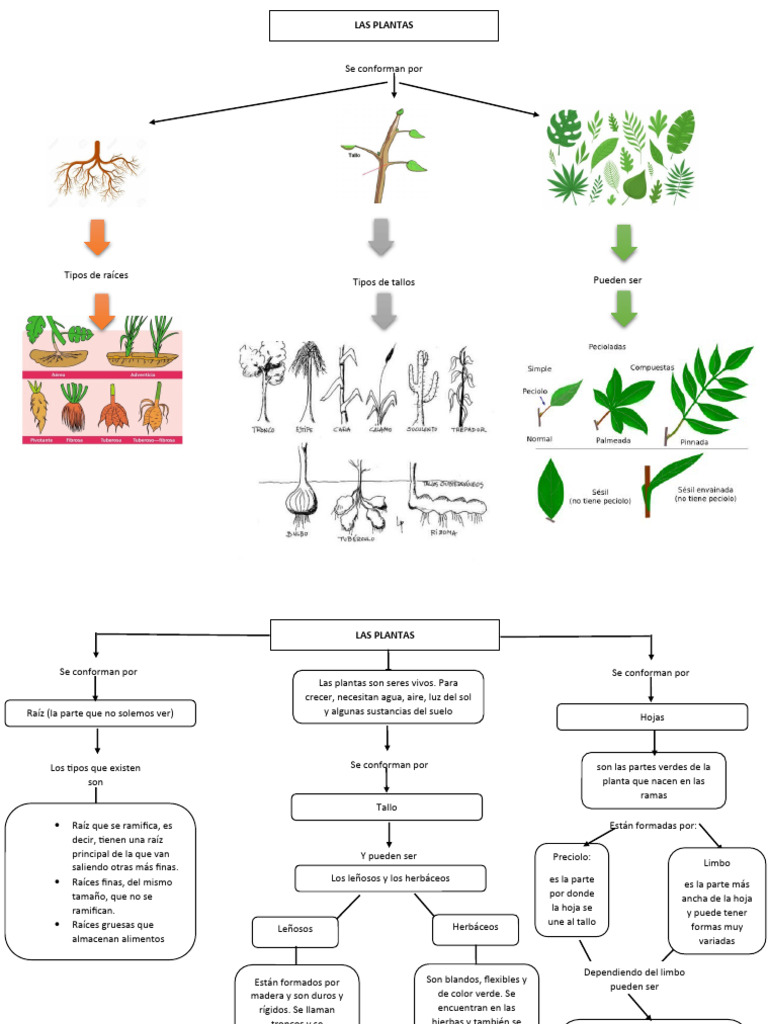 Mapa Conceptual de las Plantas | PDF | Hoja | Tallo de la planta
