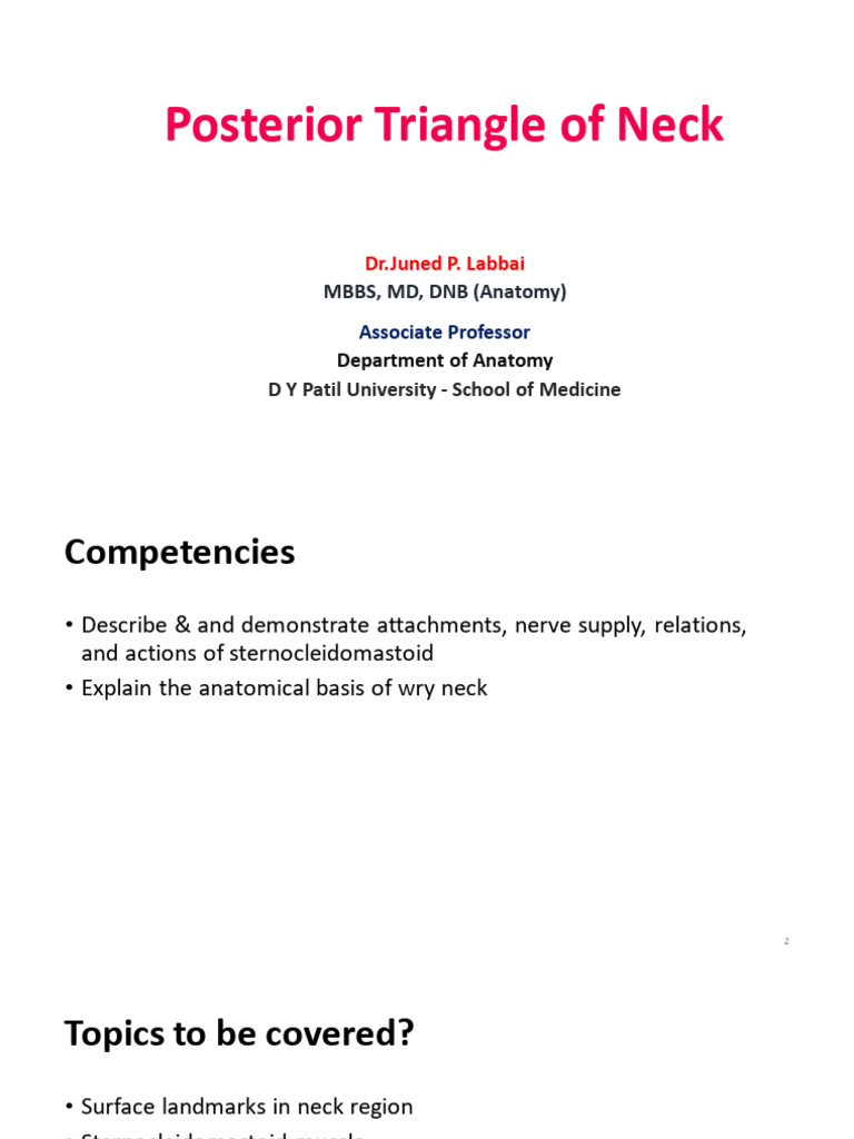 Posterior Triangle of Neck | PDF | Neck | Human Anatomy