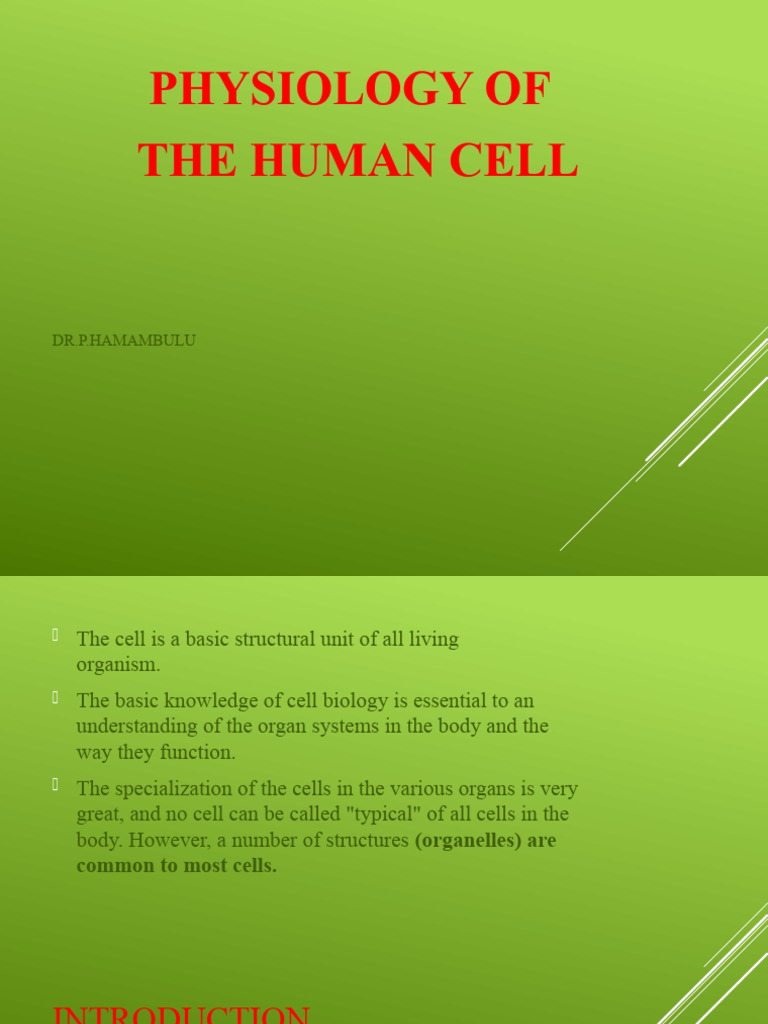 Morphological Function of The Cell Presentation PH | PDF | Endoplasmic Reticulum | Cell (Biology)