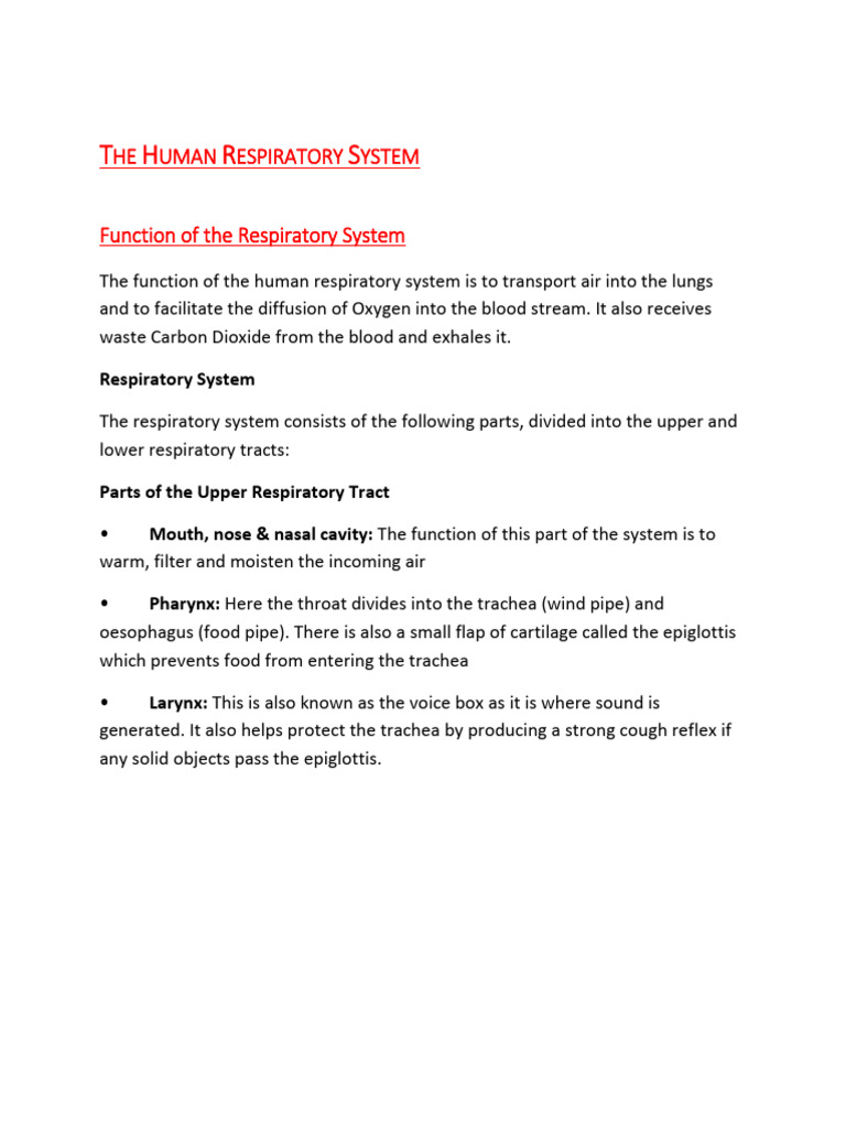 Overview of the Human Respiratory System | PDF | Respiratory Tract ...
