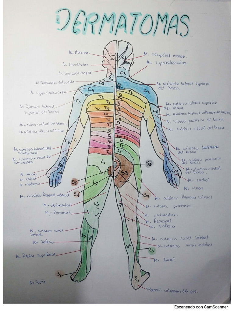 Dermatomas | PDF