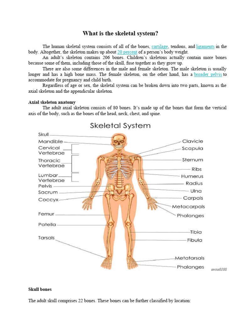 Skeletal System Reading Comprehension Exercises - 126764 | PDF ...