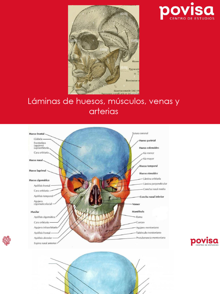 Láminas Anatómicas de La Cabeza | PDF