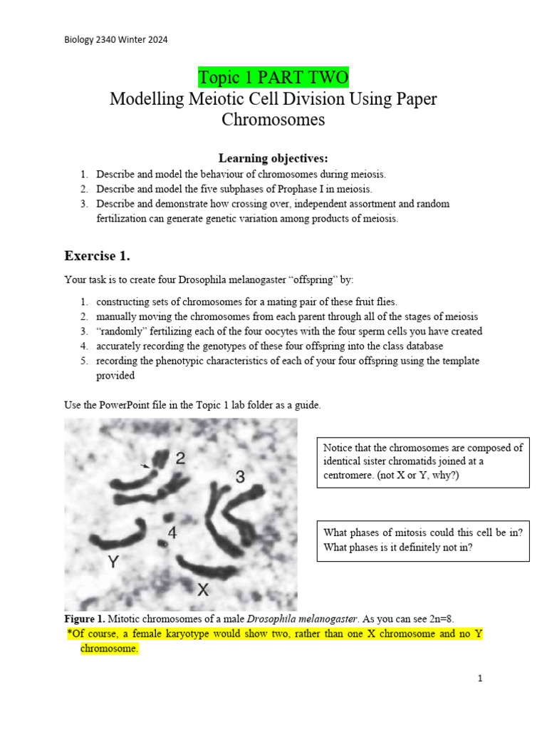 Topic 1 Part Two Modeling Meiotic Cell Division in Drosophila Using ... Topic 1 Part Two Modeling Meiotic Cell Division in Drosophila Using ...