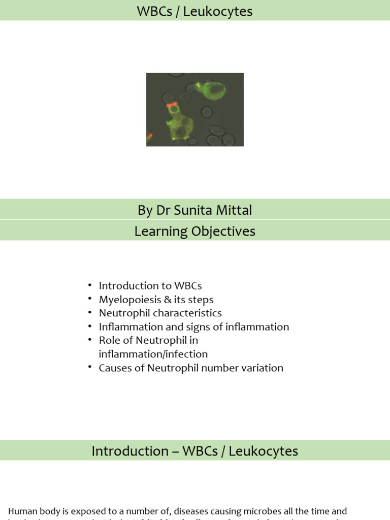Lec 13 Hematology WBC 1 | PDF | White Blood Cell | Granulocyte