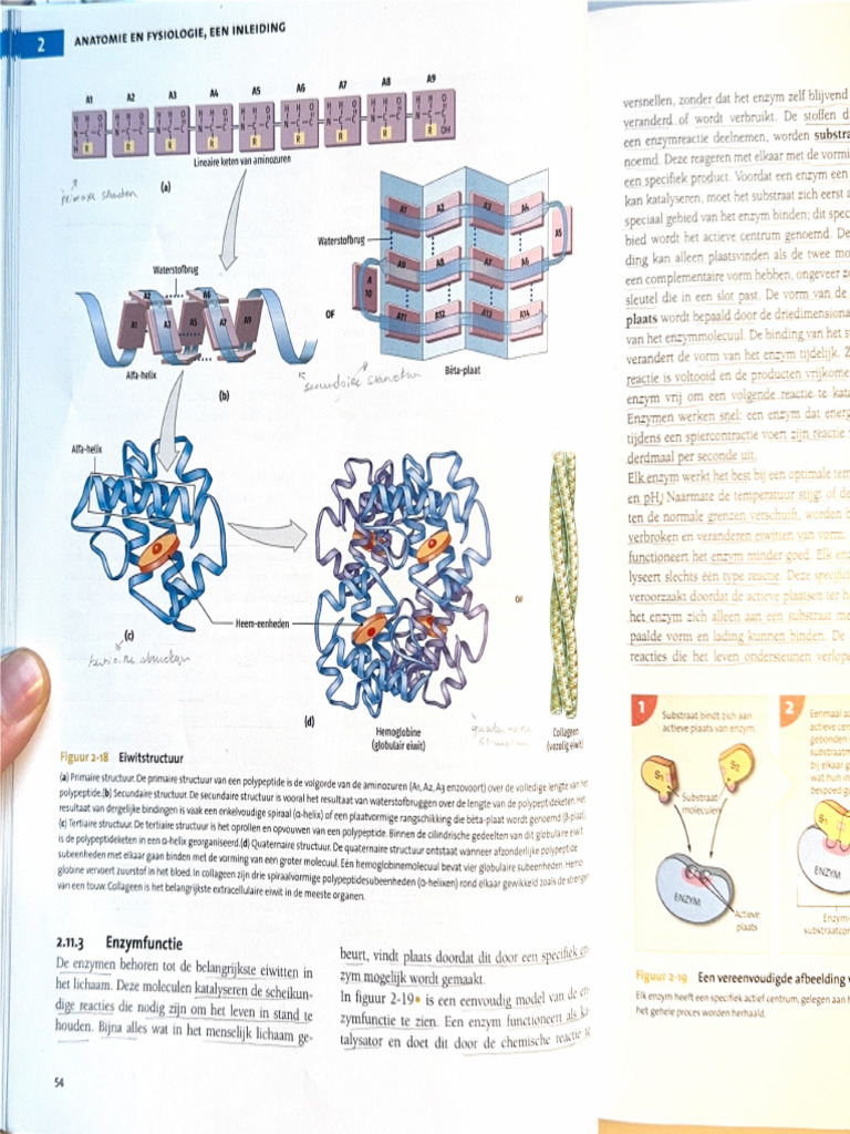 Eiwit Structuur | PDF