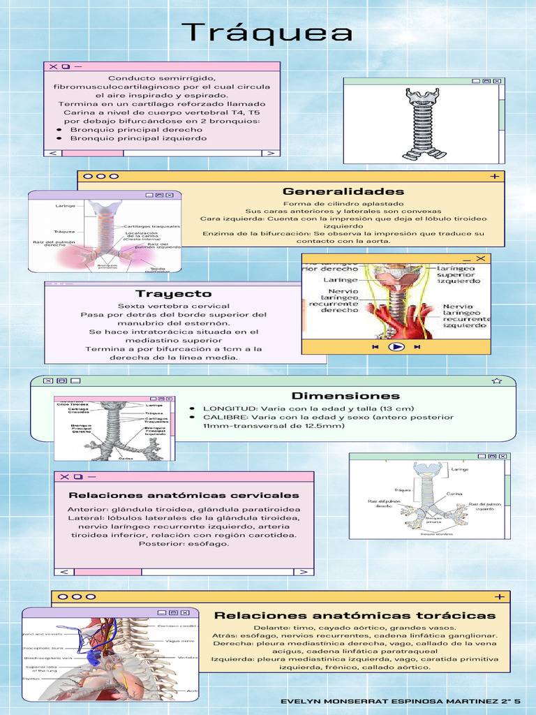 Infografía Tráquea | PDF | Tiroides | Laringe