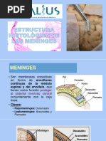 El Saco Dural Humano | PDF | Médula espinal | Anatomía