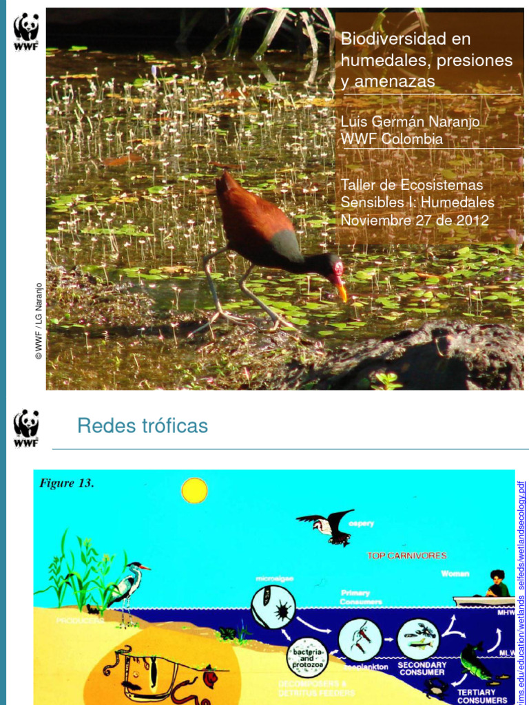 Tipos y amenazas de humedales | PDF | Humedal | Ecosistema