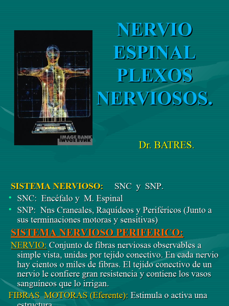 NERVIO ESPINAL. Plexos Nerviosos | PDF | Nervio | Sistema nervioso
