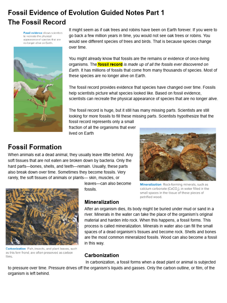 Fossil Evidence of Evolution Guided Notes Part 1 | PDF | Fossil | Mud