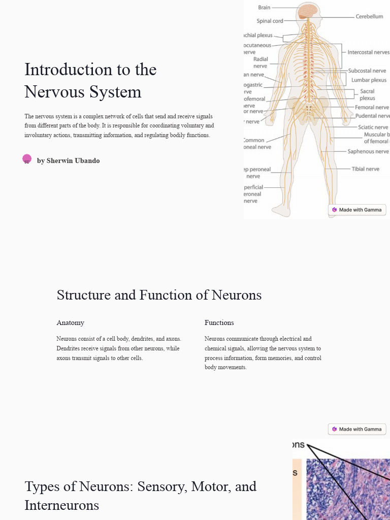 Introduction-to-the-Nervous-System | PDF | Central Nervous System | Nervous System