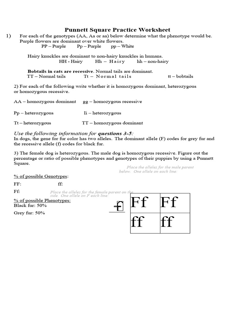 G11 - Punnett Square Practice Worksheet | PDF