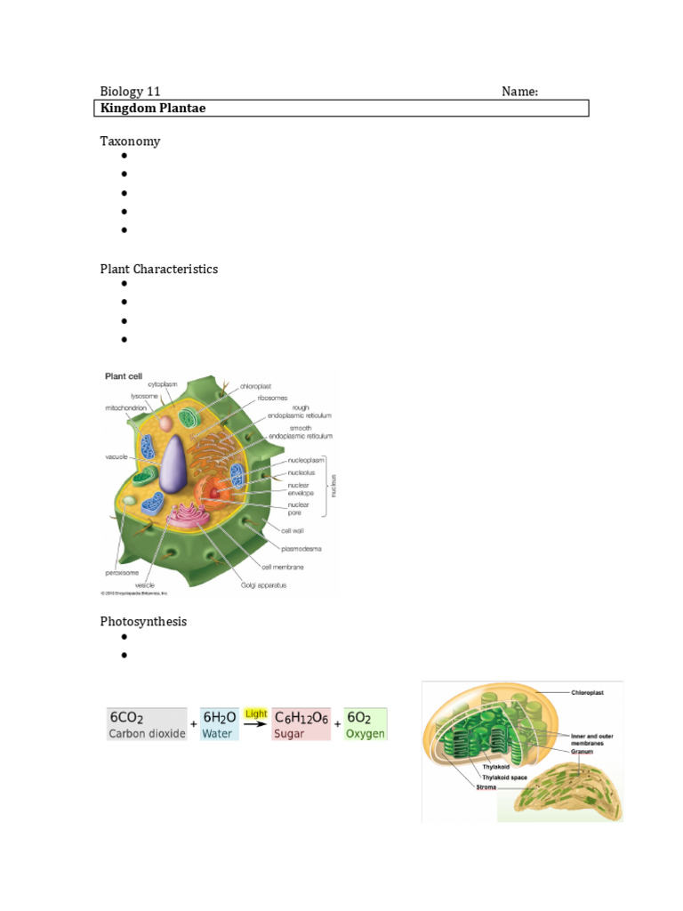 Kingdom Plantae Notes Pdf