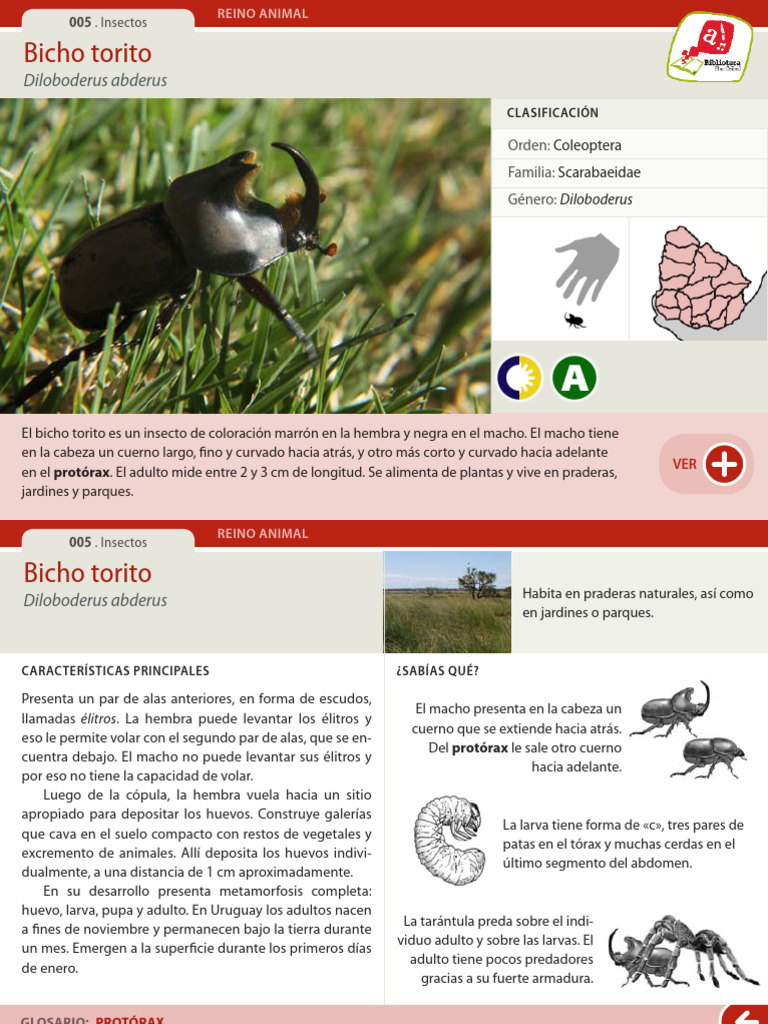005 Bicho Torito | PDF | Insectos | Escarabajo