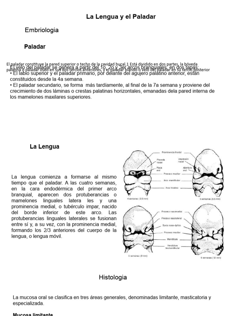 Embriología de la Lengua y Paladar | PDF | Lengua | Boca