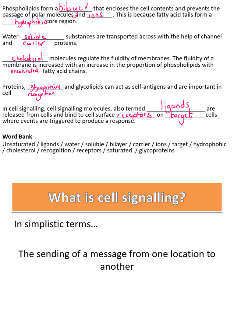 Cell Signalling Student PDF | PDF | Cell Signaling | Cell Membrane