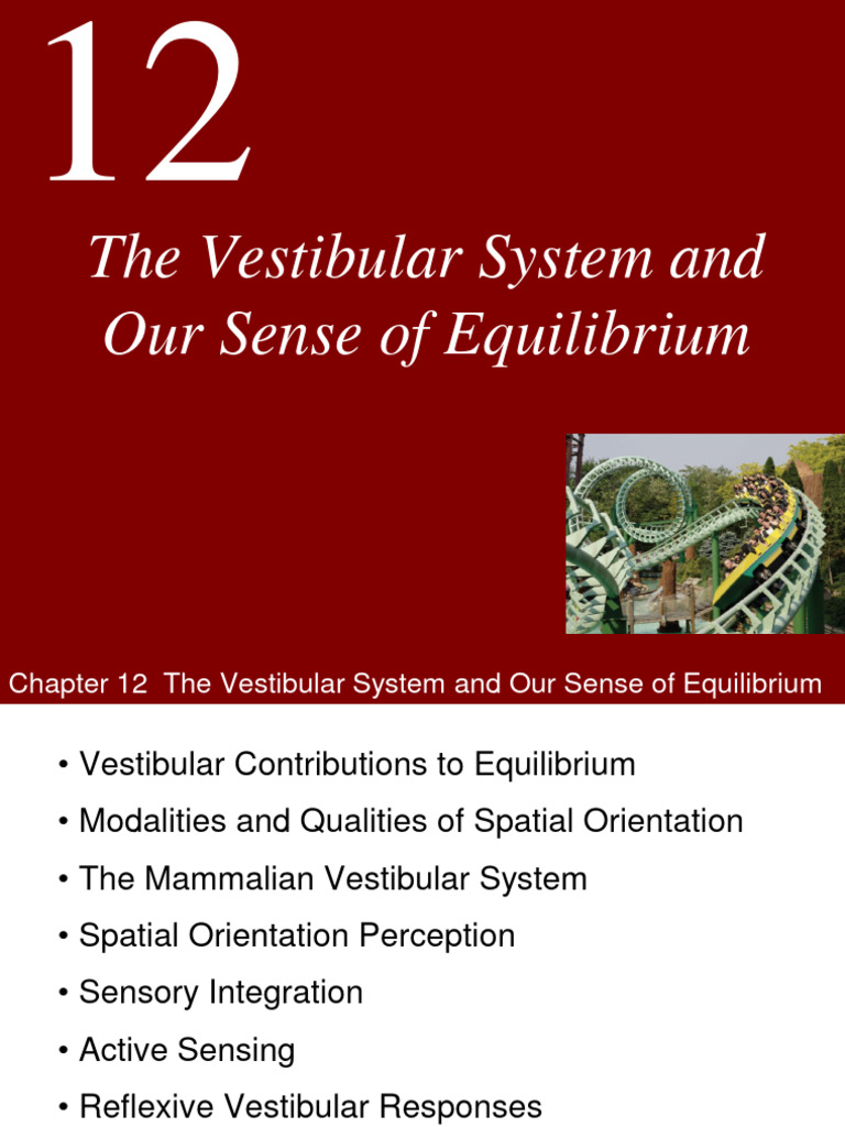 Lecture 12 - Vestibular | PDF | Vestibular System | Senses