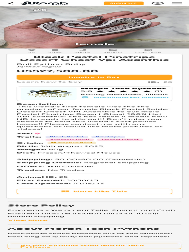 Black Pastel Pinstripe Desert Ghost Vpi Axanthic Ball Python by Morph Tech Pythons - MorphMarket ...