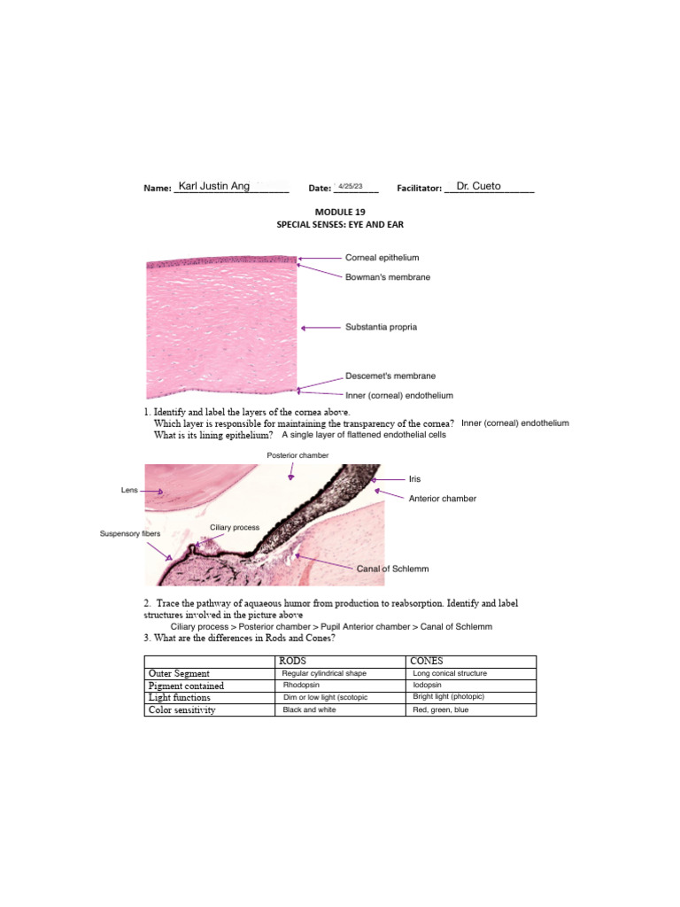 ANG, Karl Justin - Special Senses Seatwork | PDF | Epithelium | Cornea