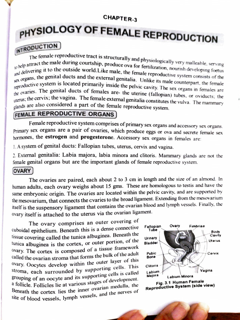 Female Reproductive System | PDF