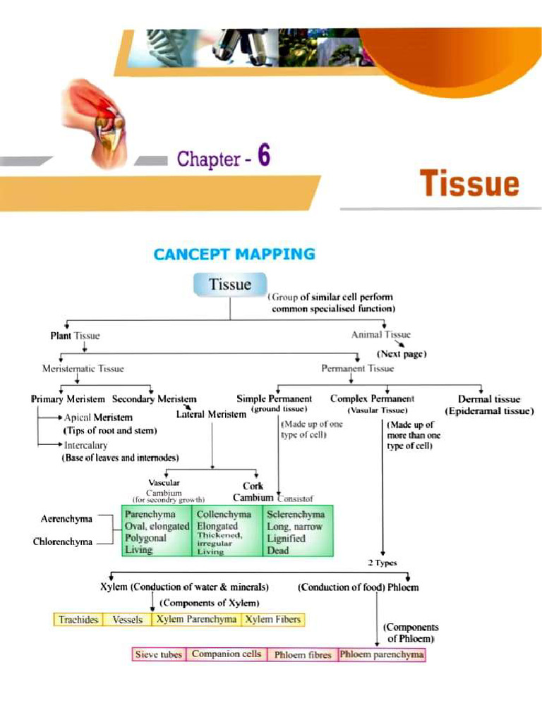 Chapter 6 Class 9th | PDF
