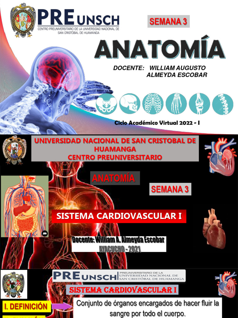 Sist. Cardiovasc. I | PDF | Corazón | Vena