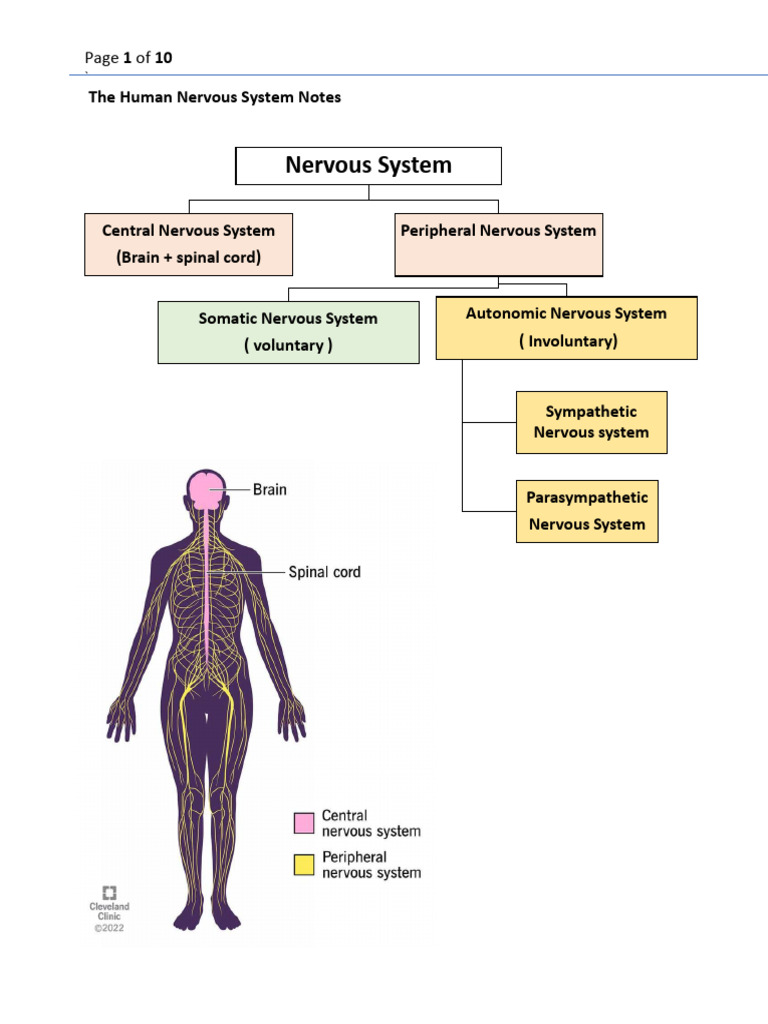 Overview of the Human Nervous System | PDF | Neuron | Nervous System
