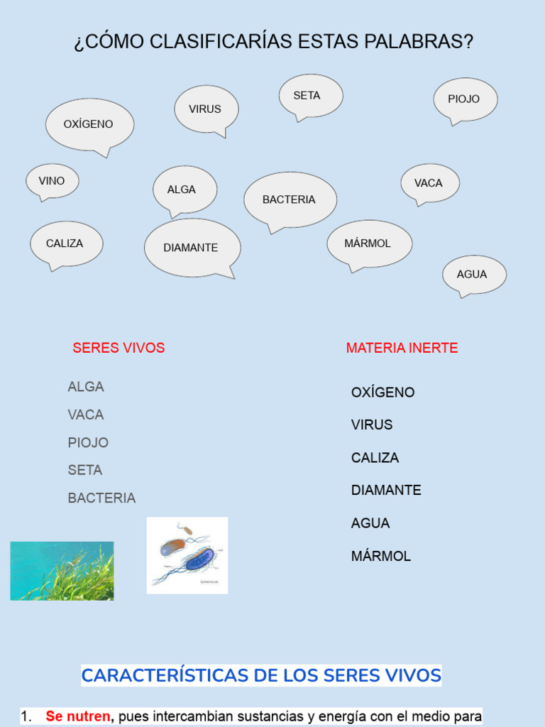 Clasificación de Seres Vivos y Células | PDF | Organismos | Biología ...