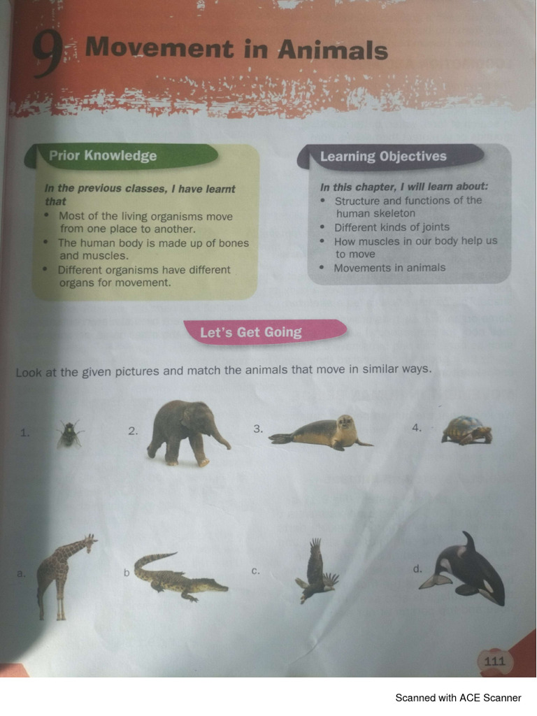 Movements in Animals | PDF