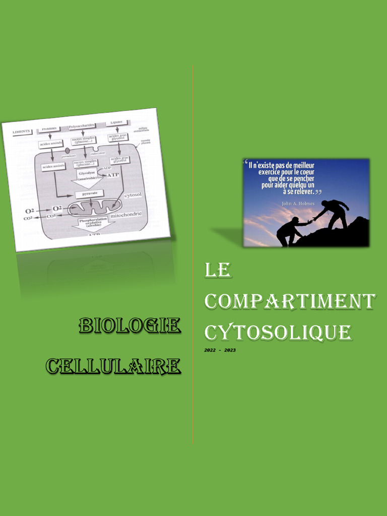 Comprendre le Cytosol en Biologie | PDF | Mitochondrie | Acide pyruvique