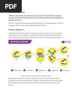 Mitosis in Human Skin Cells Study | PDF | Mitosis | Cell Biology