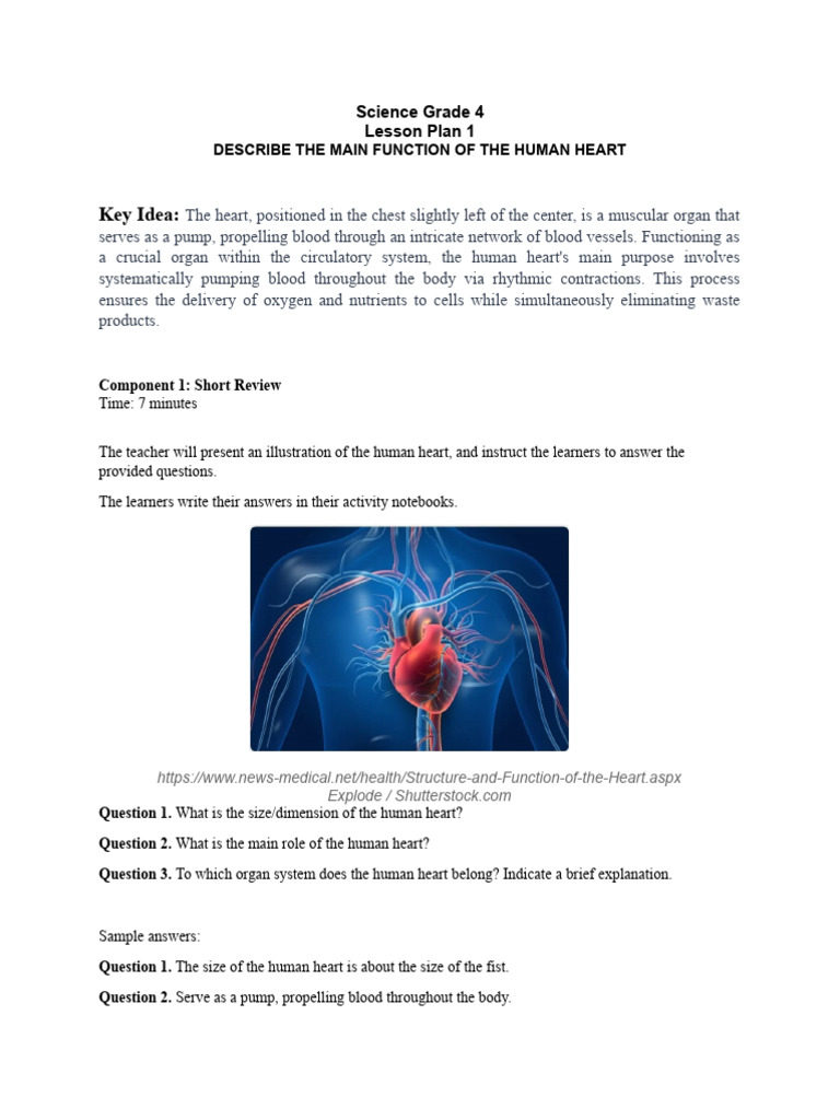Functions of the Human Heart for Kids | PDF | Blood Vessel | Heart
