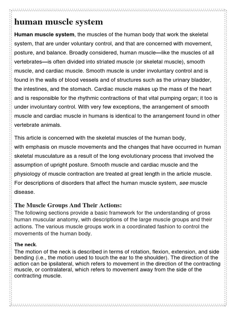 Human Muscle System | PDF | Anatomical Terms Of Motion | Shoulder