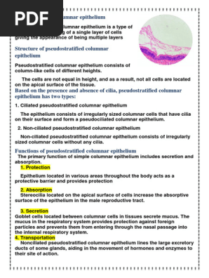 Pseudostratified Nonciliated Columnar Epithelium