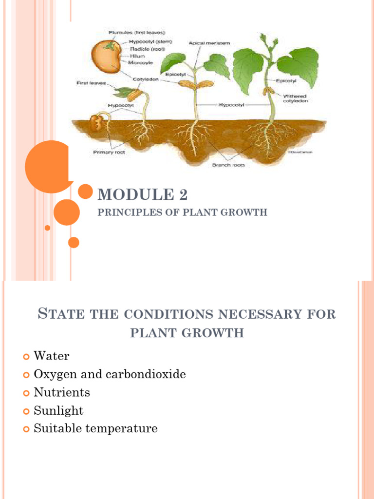 Module 21 - Principles of Plant Growth - 230508 - 161625 | PDF ...