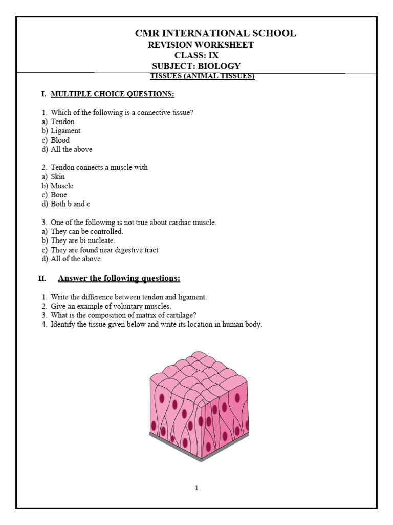 Grade 9 Biology: Animal Tissues Worksheet | PDF