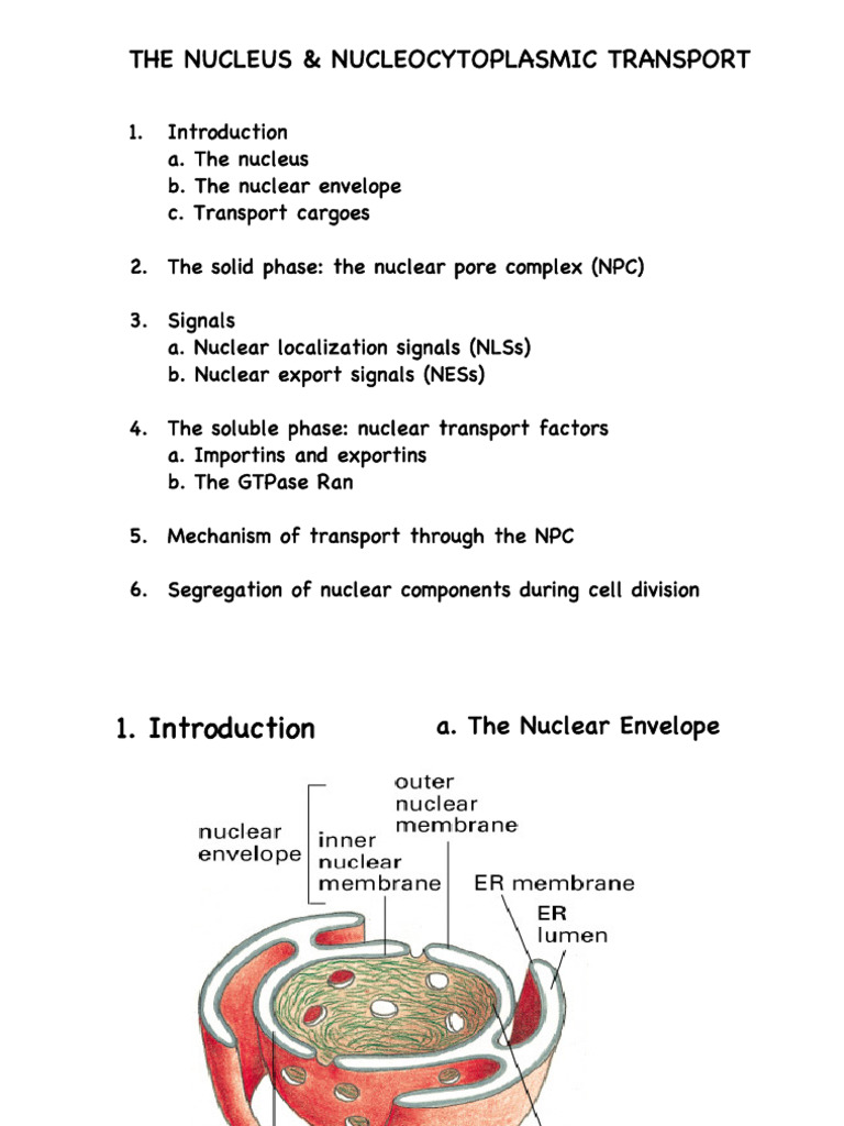 Nuclear Trans Lec 23 Tjian | PDF | Cell Nucleus | Proteins