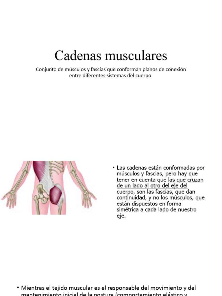 Cadenas Musculares | PDF