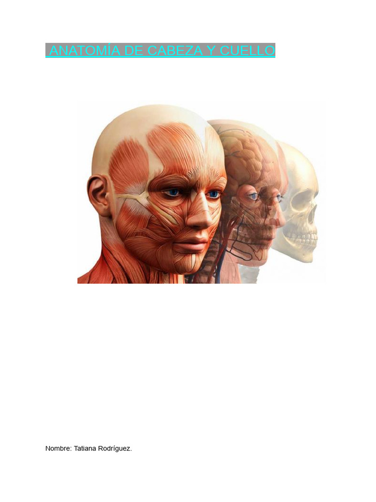 Anatomía De Cabeza Y Cuello Tatiana Rodríguez Pdf Cráneo