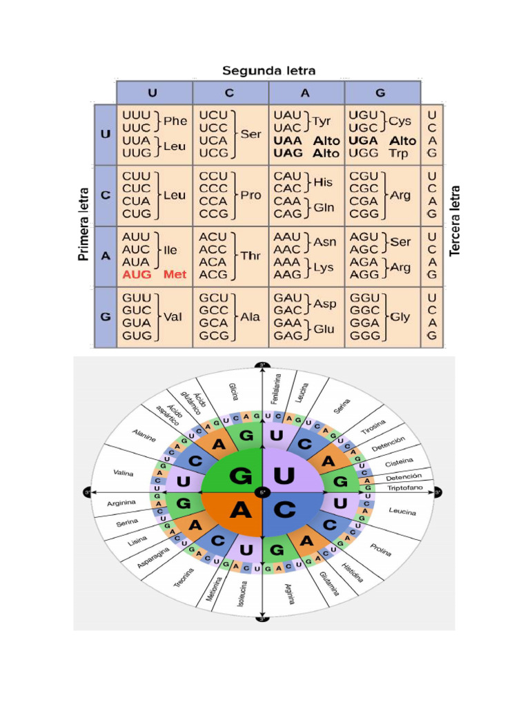 Codigo Genetico | PDF