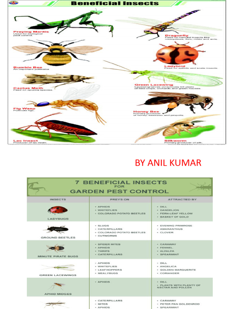 Beneficial Insects | PDF | Insects | Agriculture