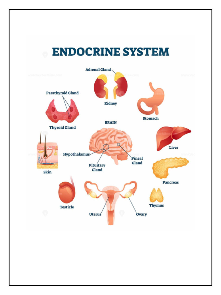 How Endocrine Works | PDF | Hormone | Endocrine System