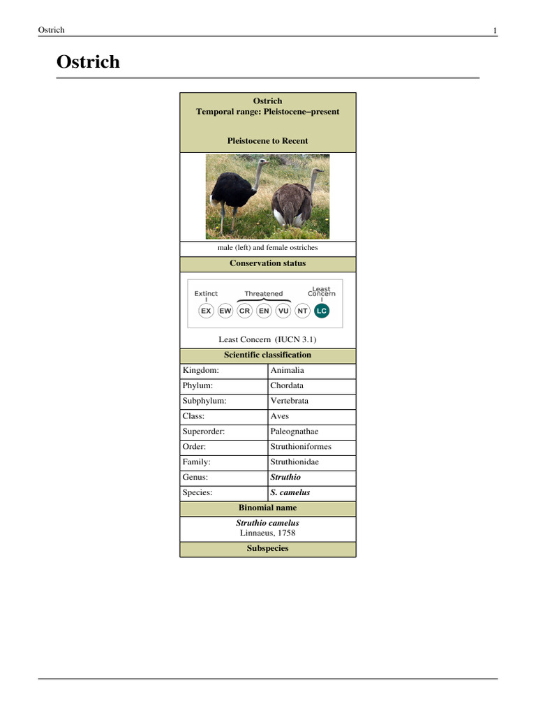 Ostrich: Species, Traits & Habitat | PDF